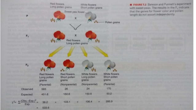 Basics of linkage and recombination | PPTX | Genetics | Science
