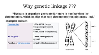 Genetic Linkage And Recombination