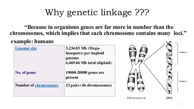 Genetic Linkage And Recombination
