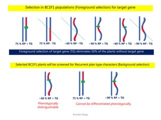 Basics of marker assisted background selection | PPTX
