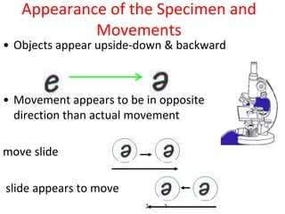 Basics of microscopy | PPT