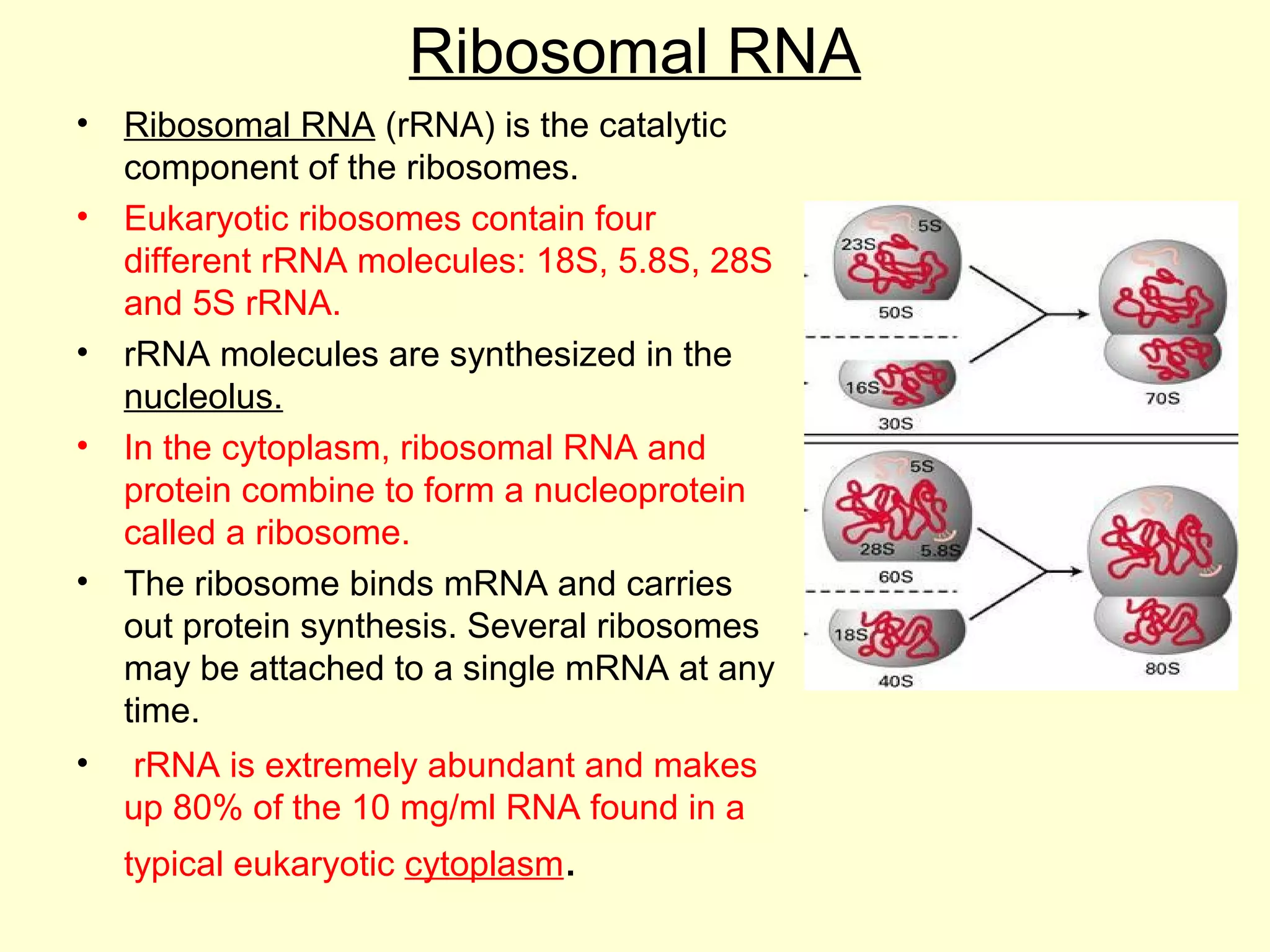BASICS OF MOLECULAR BIOLOGY | PPT