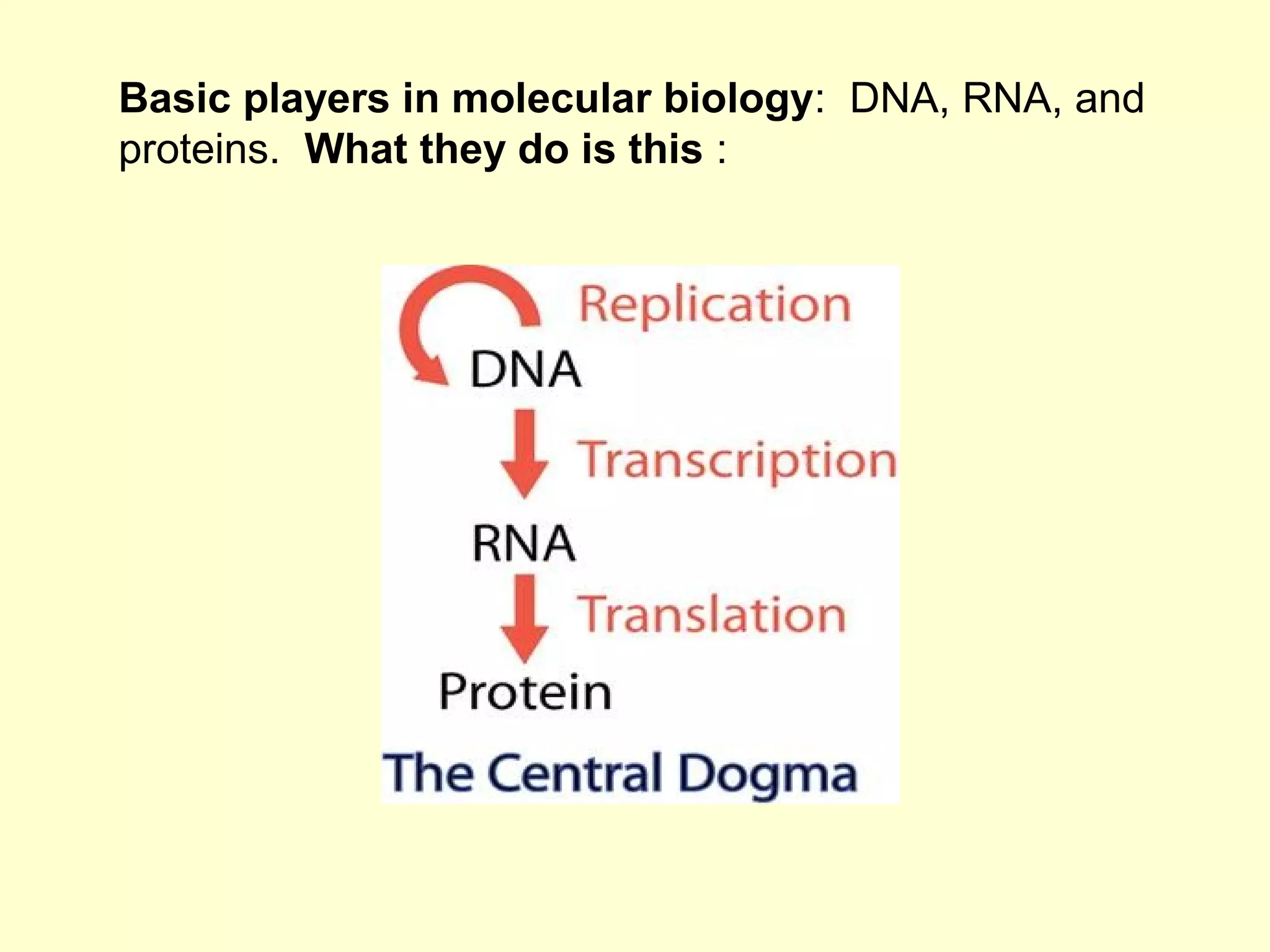 BASICS OF MOLECULAR BIOLOGY | PPT | Biological Sciences | Science
