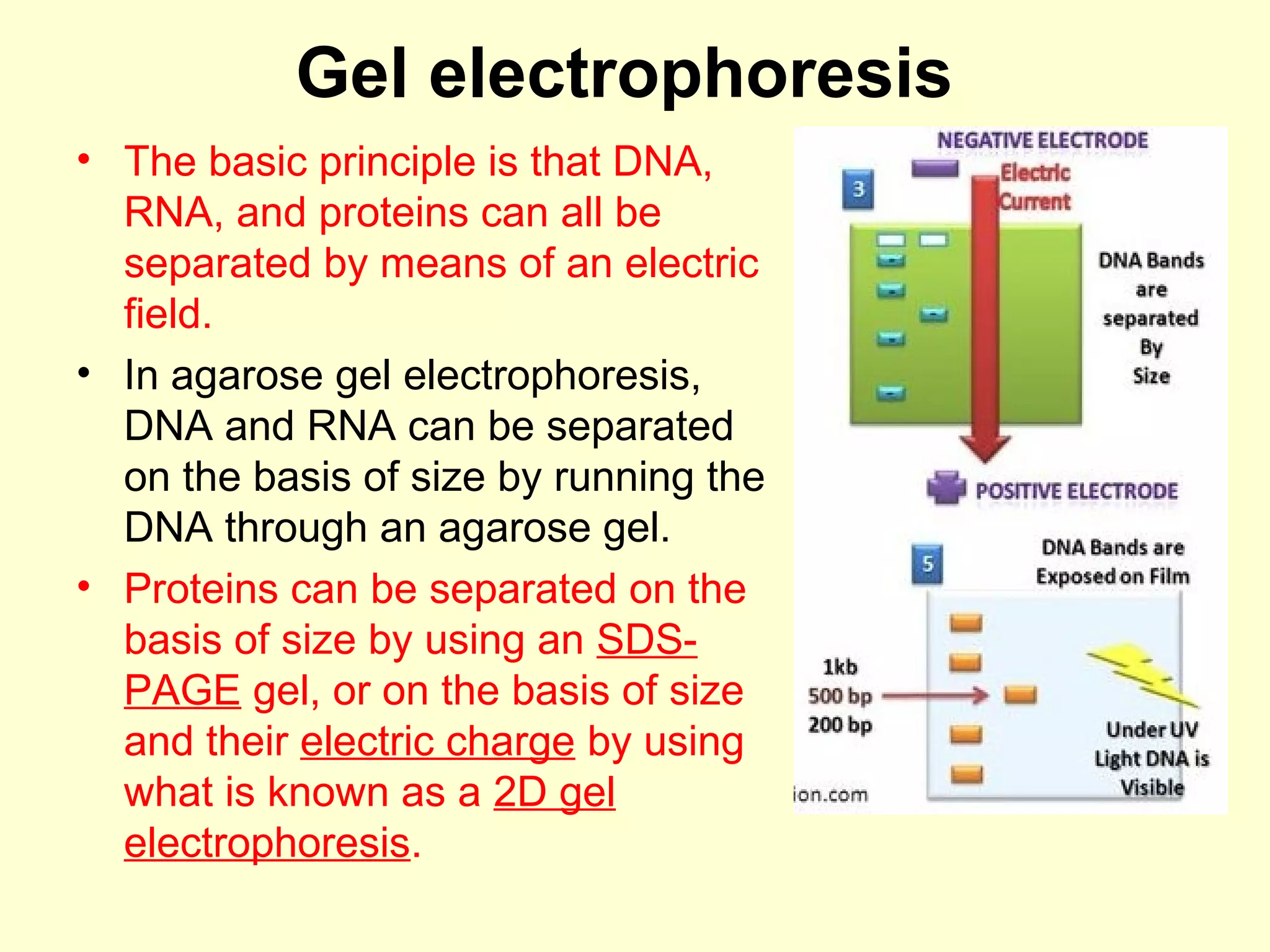 BASICS OF MOLECULAR BIOLOGY | PPT