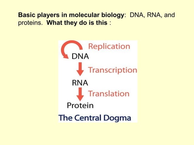 BASICS OF MOLECULAR BIOLOGY | PPT | Biological Sciences | Science