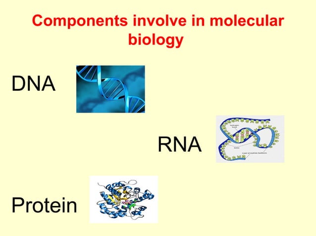 BASICS OF MOLECULAR BIOLOGY | PPT | Biological Sciences | Science