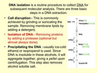 BASICS OF MOLECULAR BIOLOGY | PPT