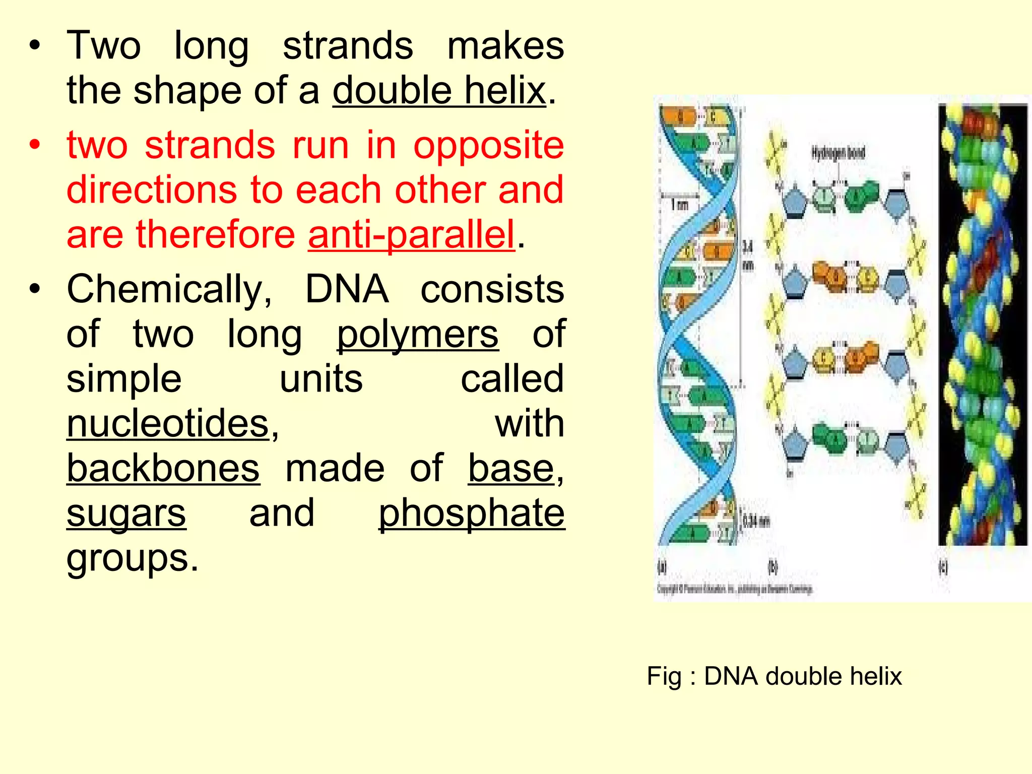 Basics of Molecular Biology | PPT
