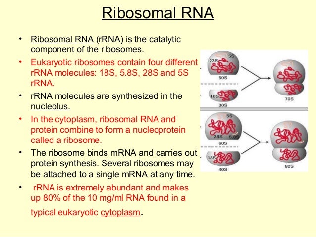 Basics of Molecular Biology