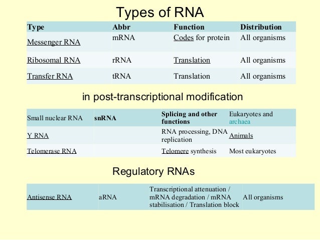 Basics of molecular biology