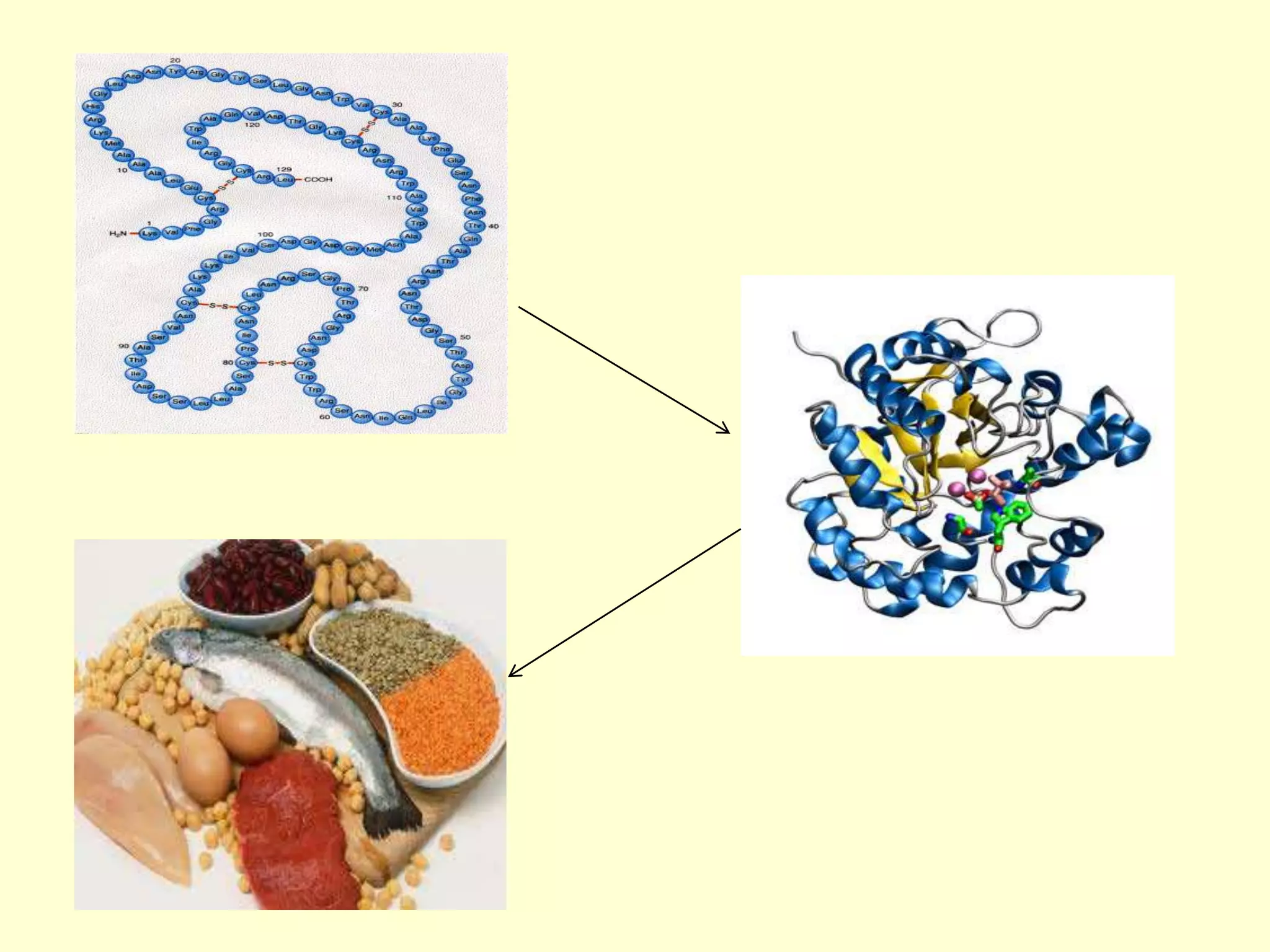 Basics of molecular biology tools and techniques | PPT