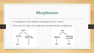 Basics of Morphology.pptx