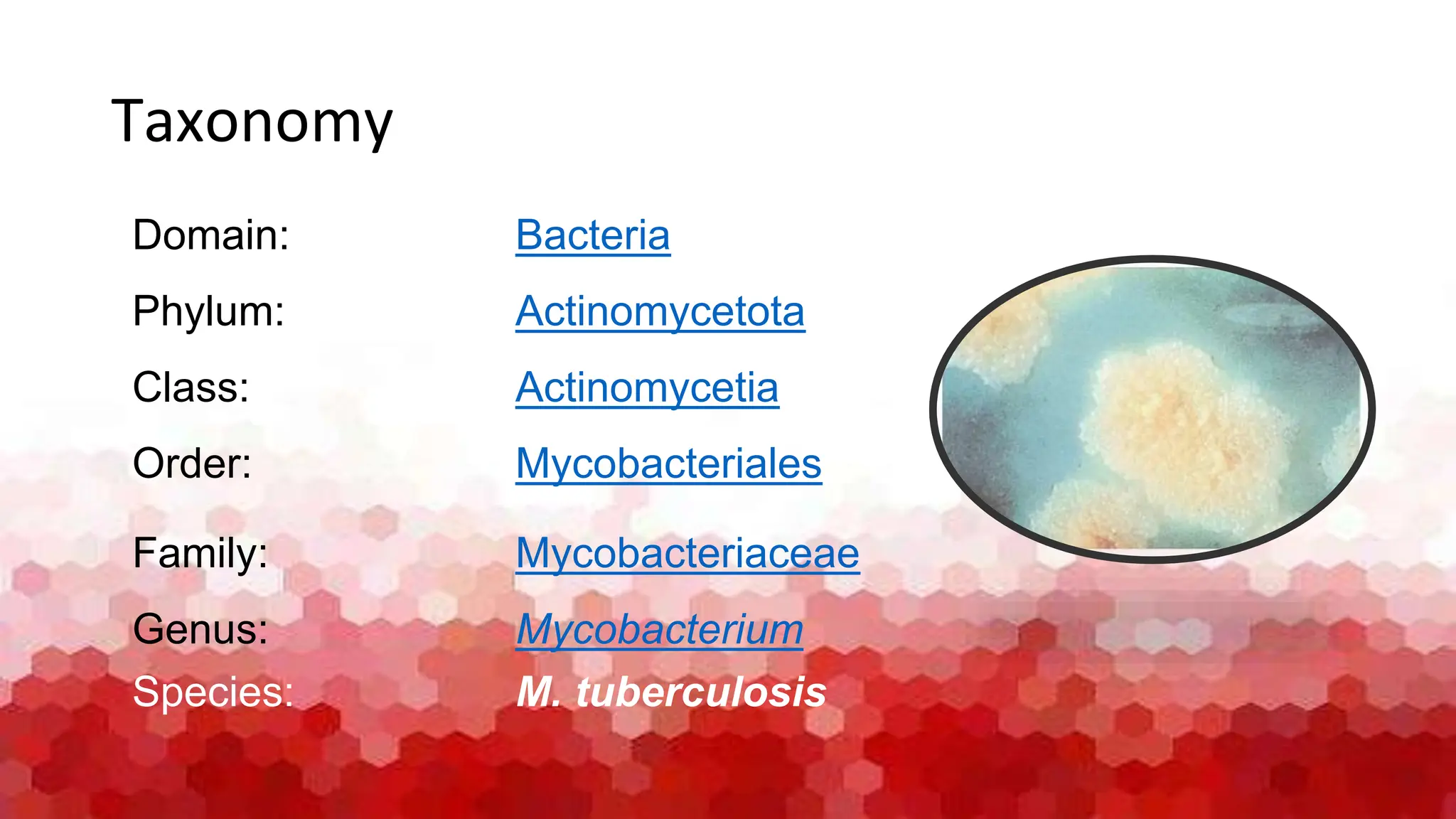 Basics of Mycobacterium spp for student.pptx