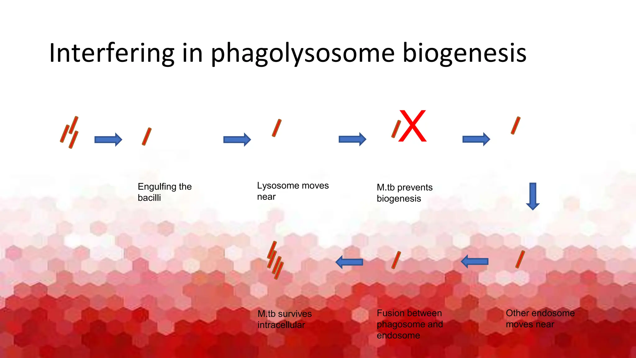 Basics of Mycobacterium spp for student.pptx