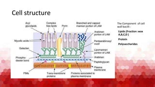 Basics of Mycobacterium spp for student.pptx