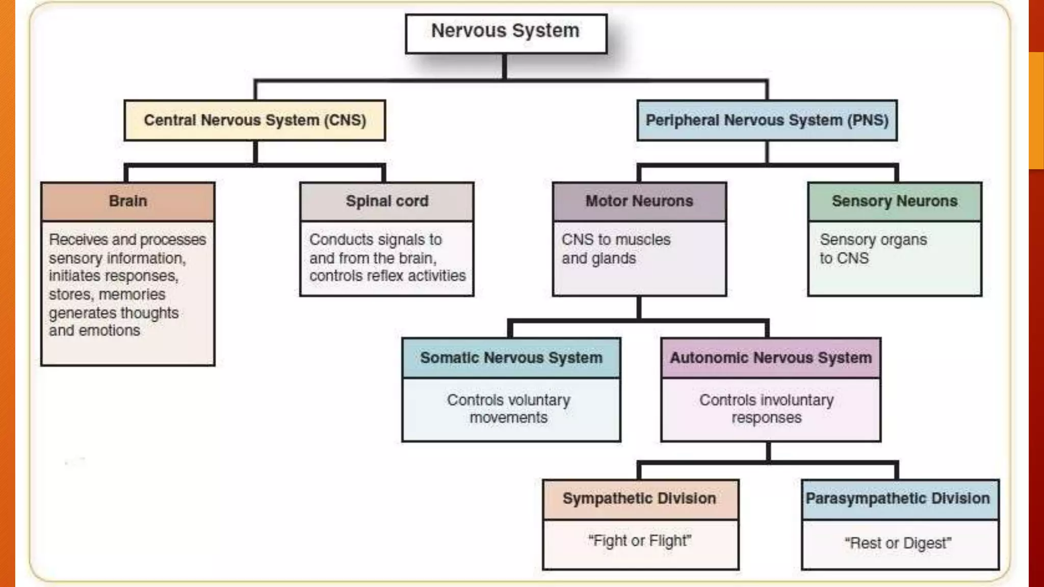 basics of nervous system.pptx