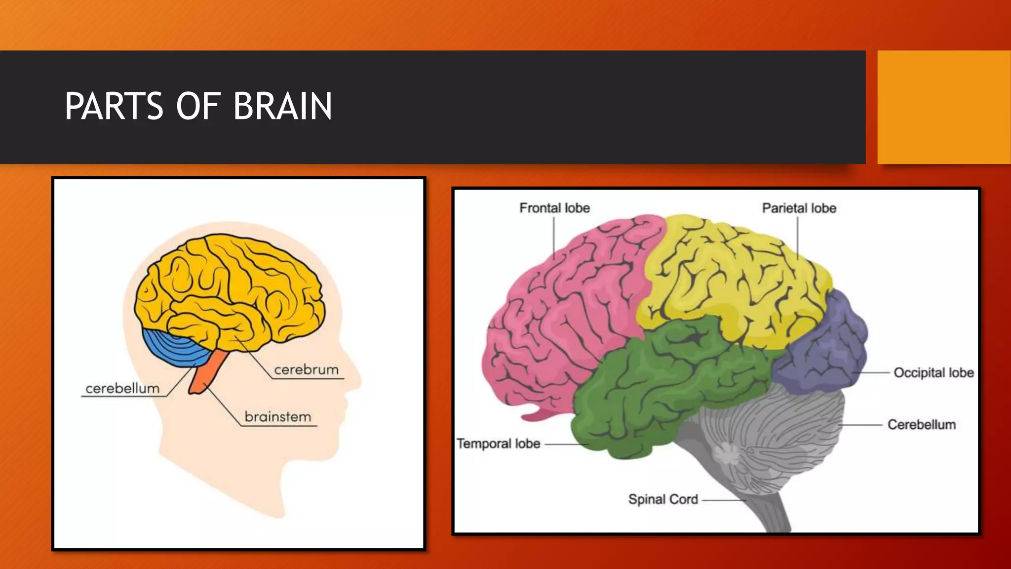 basics of nervous system.pptx