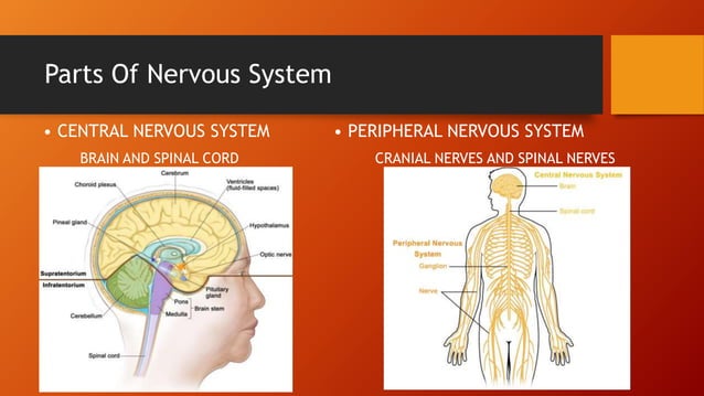 basics of nervous system.pptx