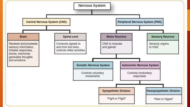 basics of nervous system.pptx