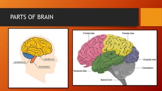 basics of nervous system.pptx