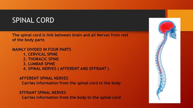 basics of nervous system.pptx