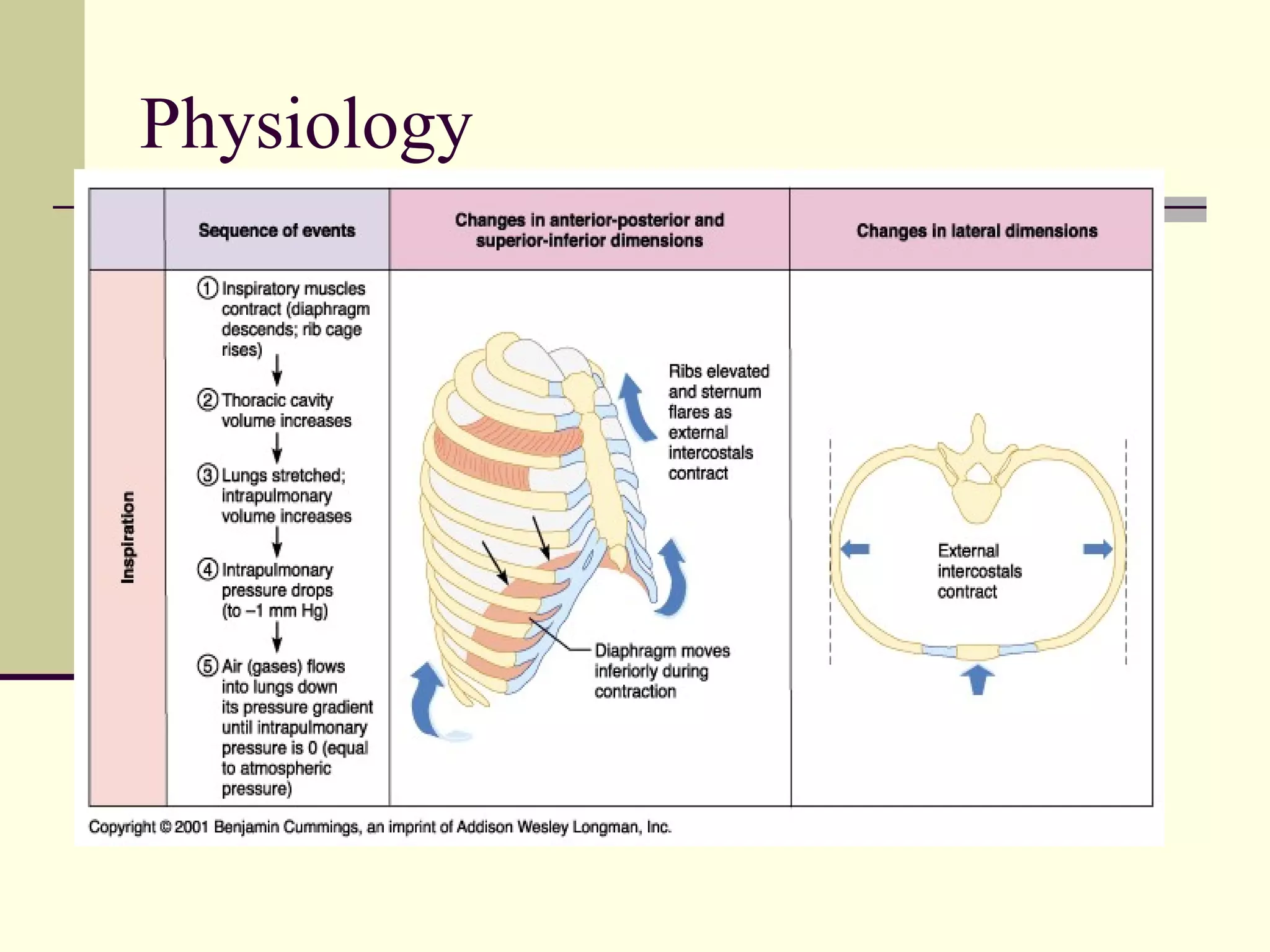 Basics of pediatric ventilation | PPT