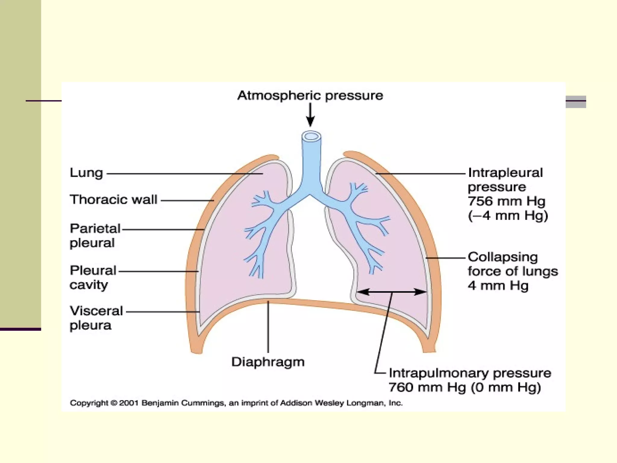 Basics of pediatric ventilation | PPT