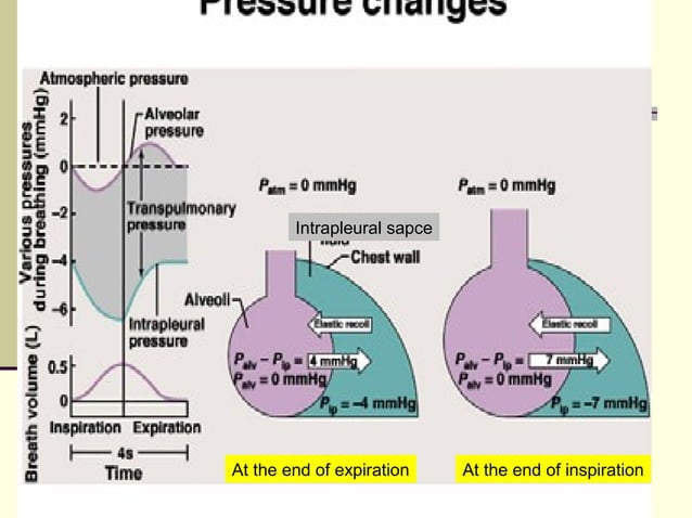 Basics of pediatric ventilation | PPT | Lung and Respiratory Health ...