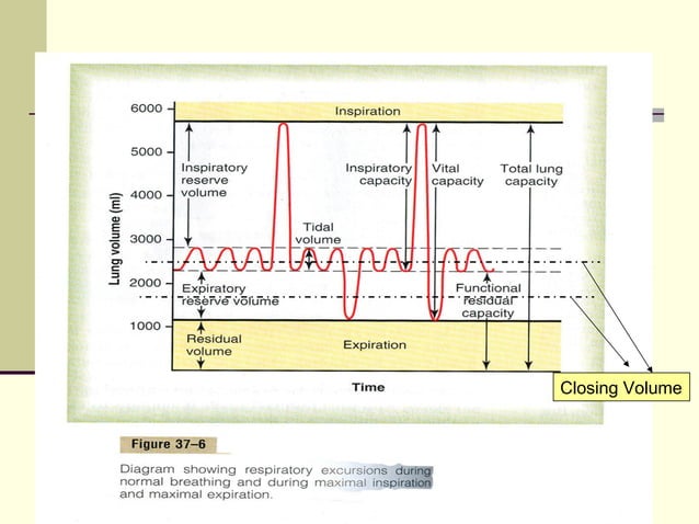 Basics of pediatric ventilation | PPT | Lung and Respiratory Health ...