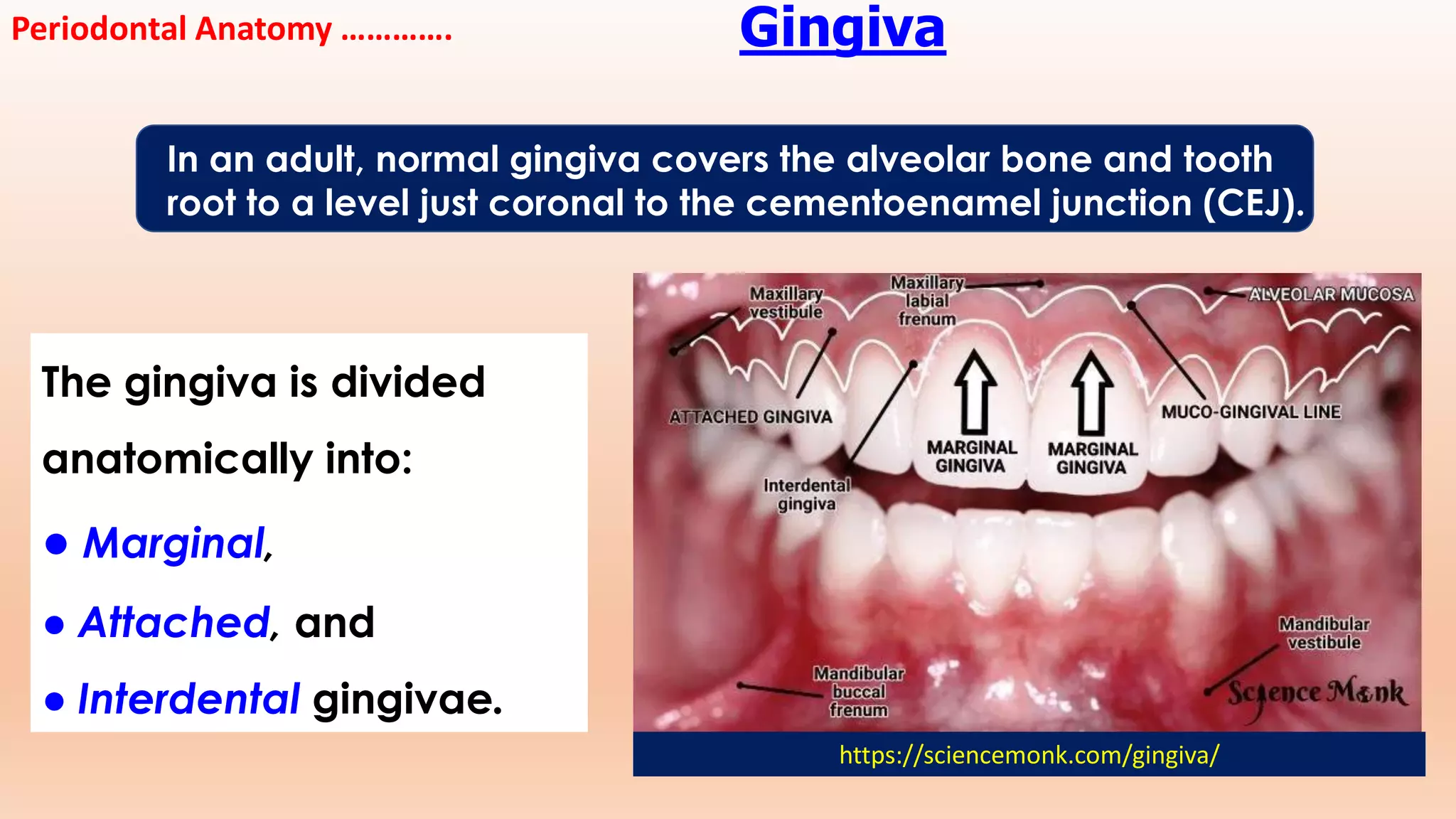 Basics of periodontology diagnosis and treatment | PDF