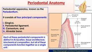 Basics of periodontology diagnosis and treatment | PDF