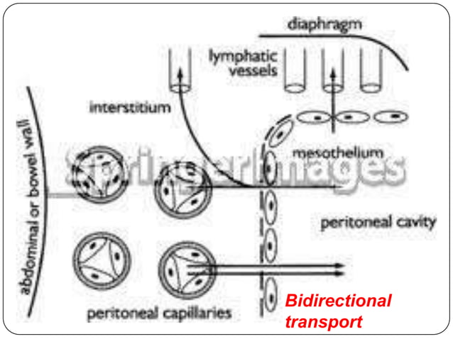 Peritoneal Dialysis Physiology Pore Model Transport Three Diagrammatic ...