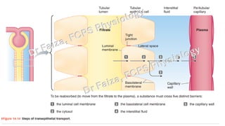 Basics of tubular processing across renal tubule | PDF