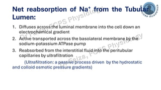Basics of tubular processing across renal tubule | PDF