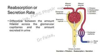 Basics of tubular processing across renal tubule | PDF