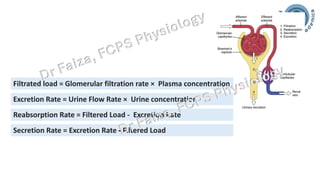 Basics of tubular processing across renal tubule | PDF