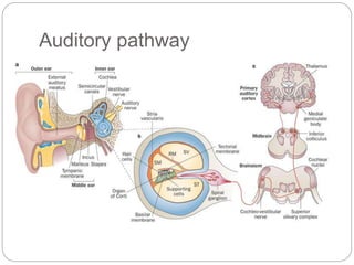 Basics of rnst,vep ,baer and emg | PPT