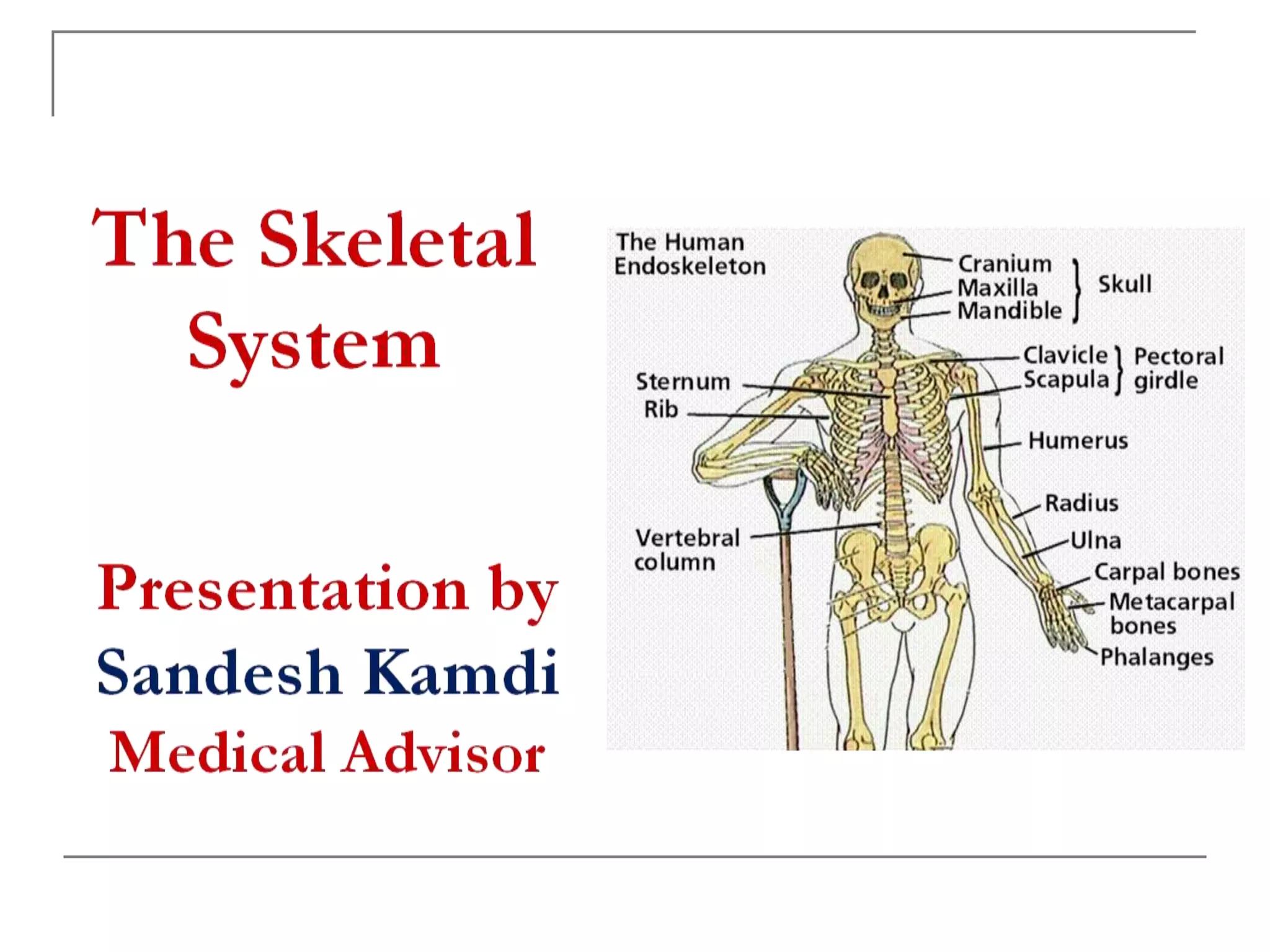 Basics of skeletal system | PPTX