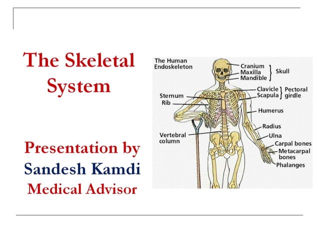 Basics of skeletal system | PPT