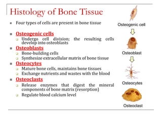 Basics of skeletal system | PPTX