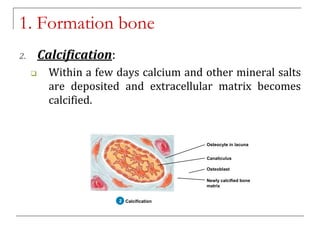 Basics of skeletal system | PPTX