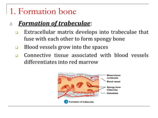 Basics of skeletal system | PPTX