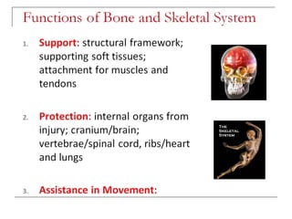 Basics of skeletal system | PPTX
