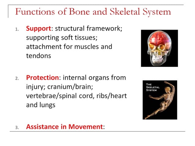 Basics of skeletal system | PPT