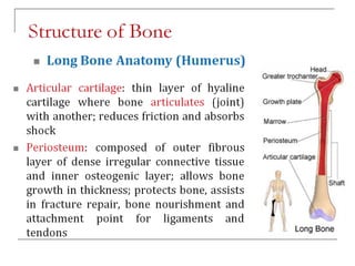 Basics of skeletal system | PPTX