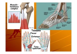 Basics of soft tissue examination | PDF