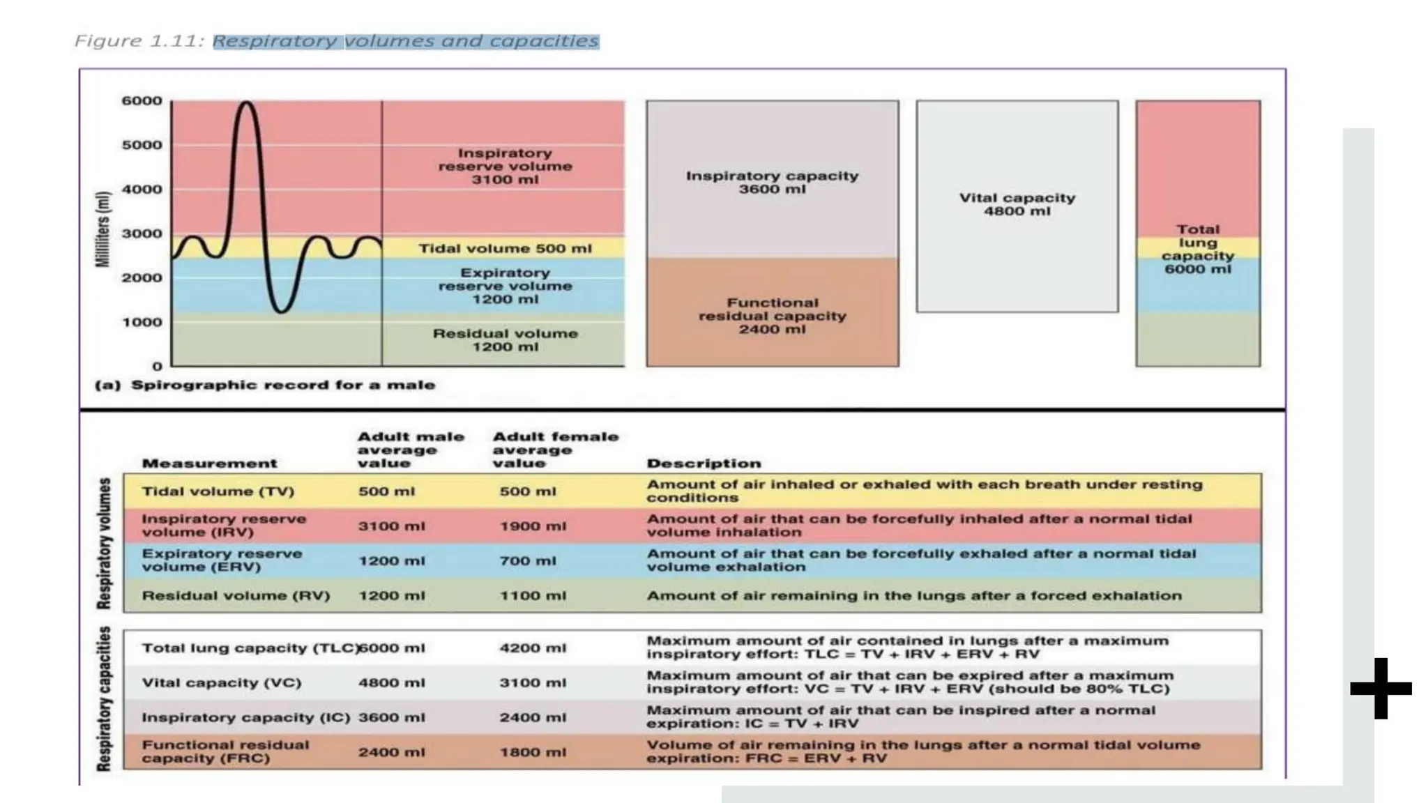 BASICS OF SPIROMETRY IN RESPIRATORY PHYSIOLOGY.pptx