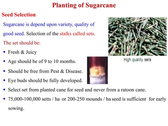 Basics of sugar technology | PDF | Gardening | Home & Garden