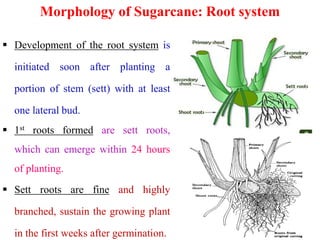 Basics of sugar technology | PPT
