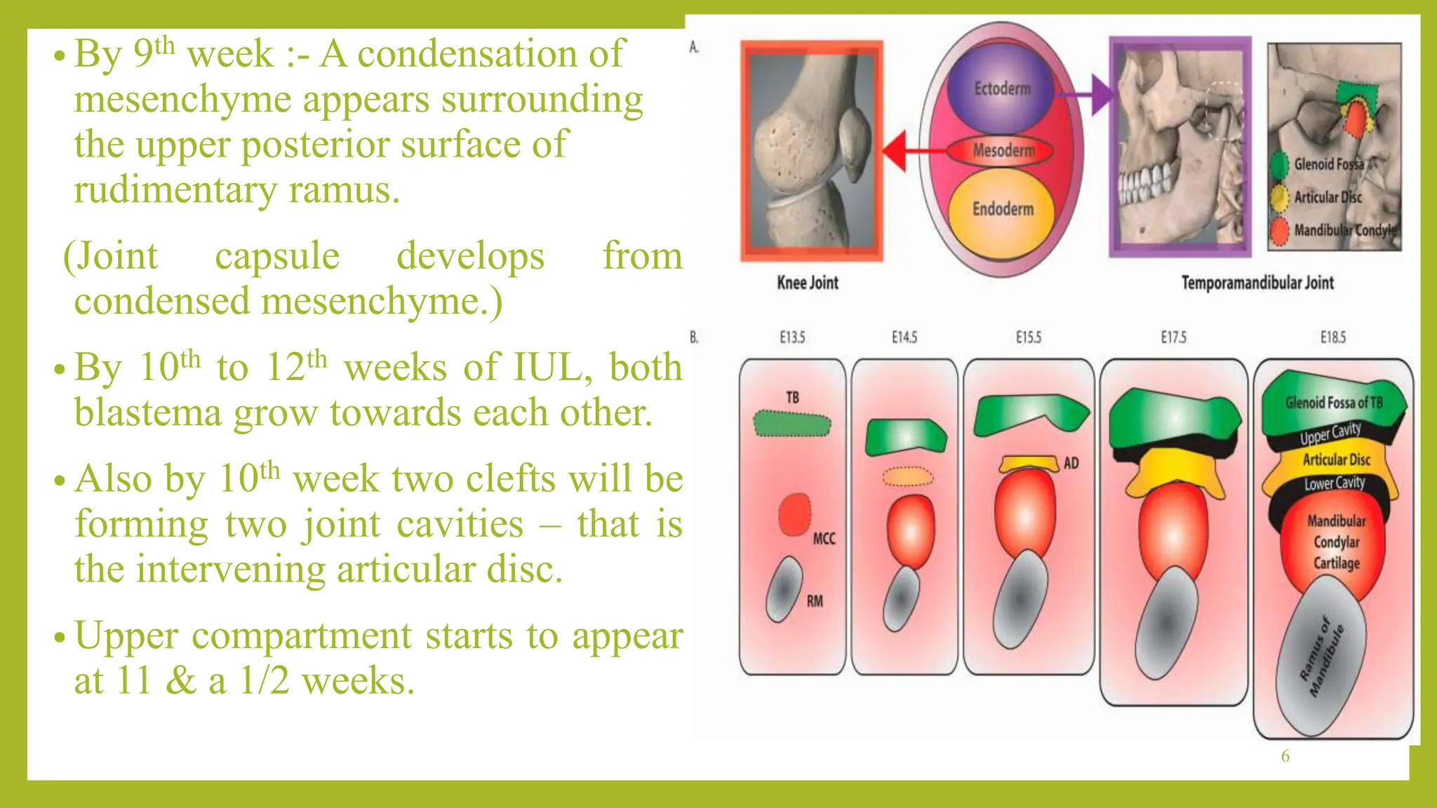 BASICS OF Temporomandibular joint..ppttt | PPTX